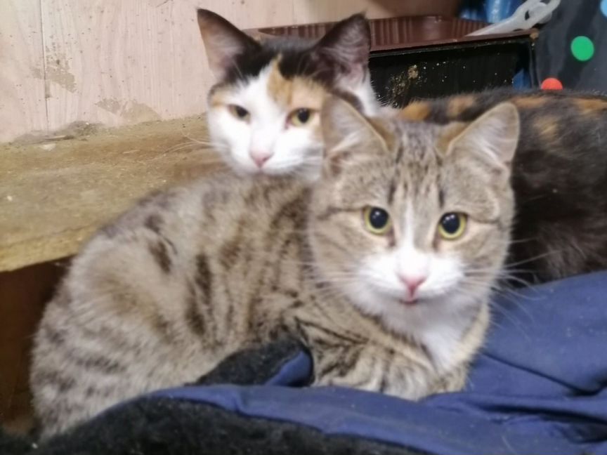 Кошки