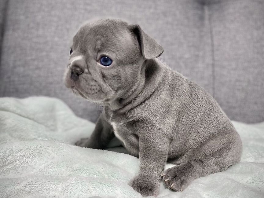 Французский бульдог лиловые мальчики