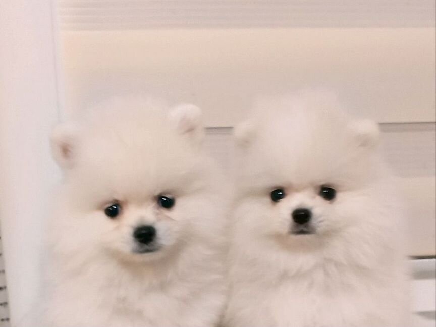 Щенки красивого, настоящего шпица