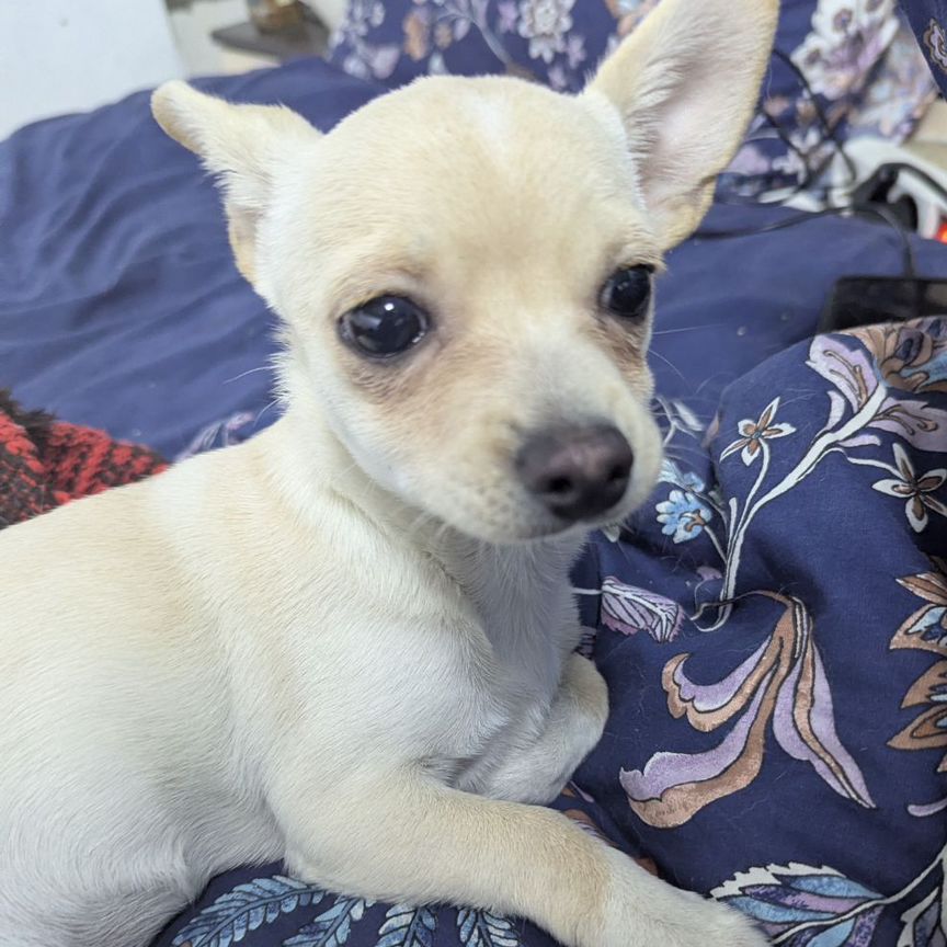 Чихуахуа, щенок