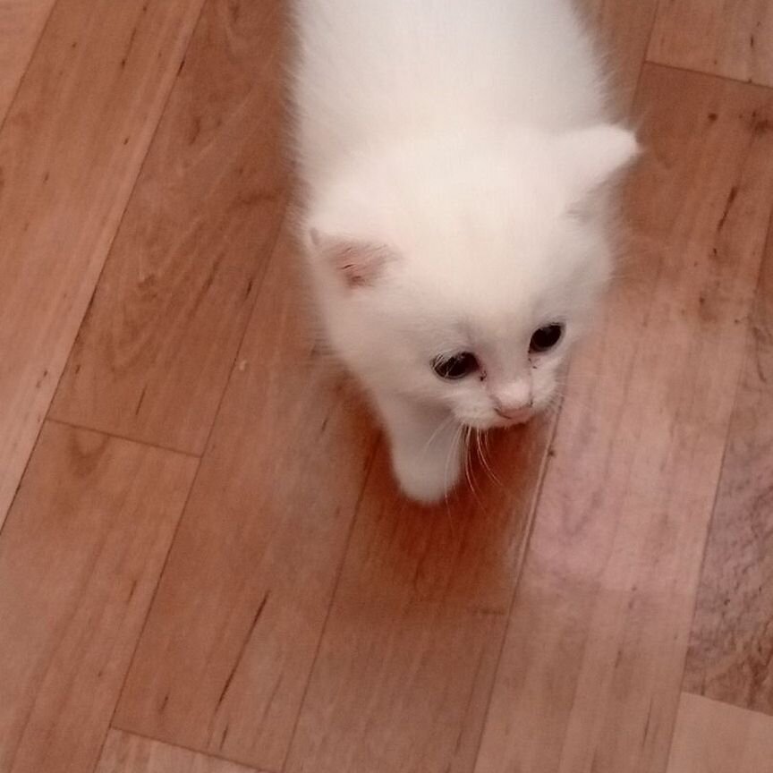 Котенок белоснежный