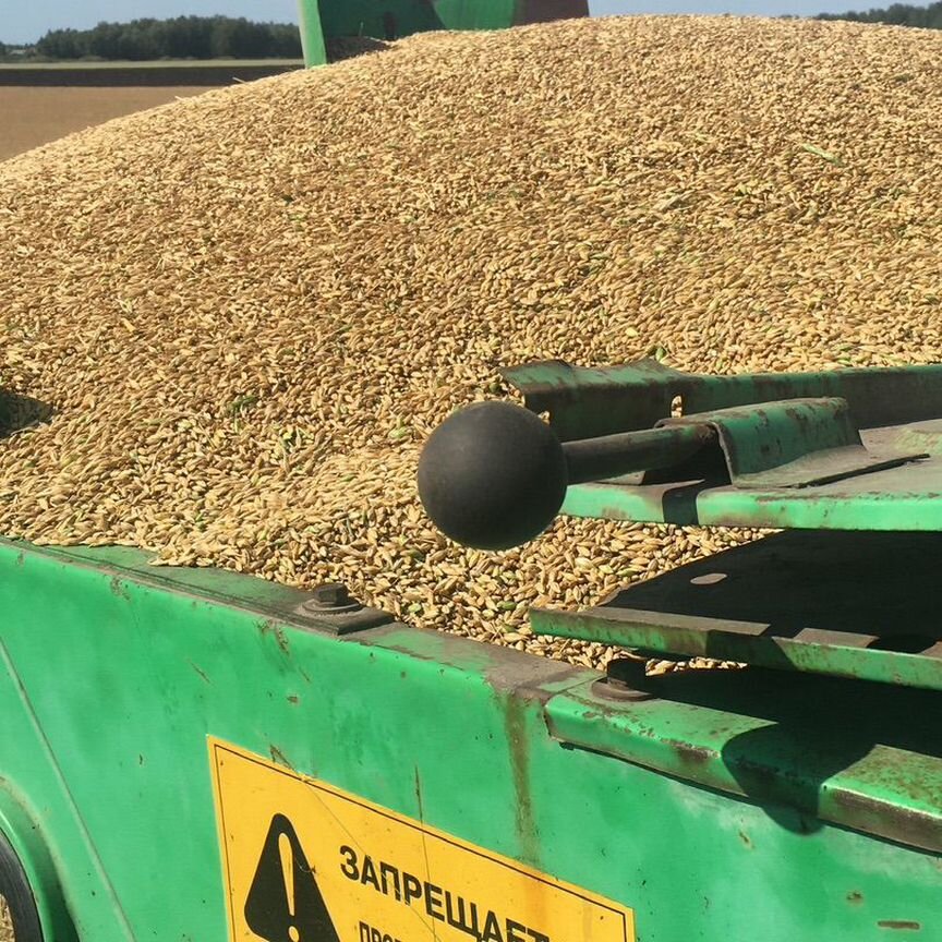 Зерно ячмень кормовой