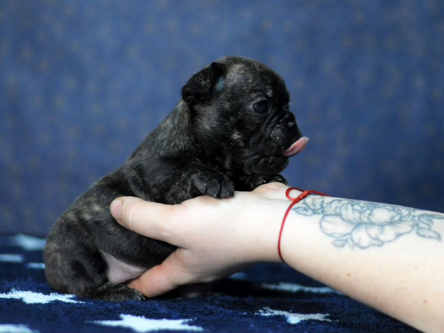 Французский бульдог