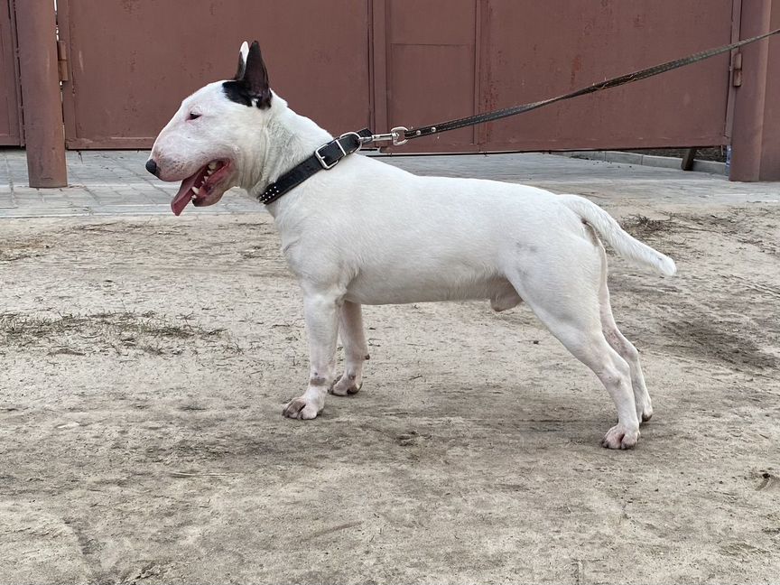 Миниатюрный бультерьер вязка