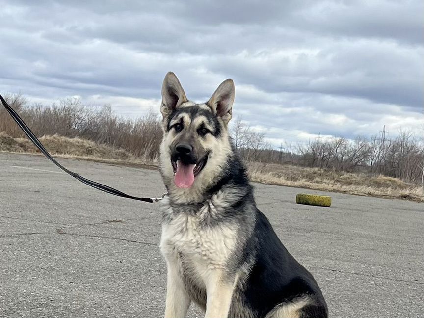 Восточноевропейская овчарка