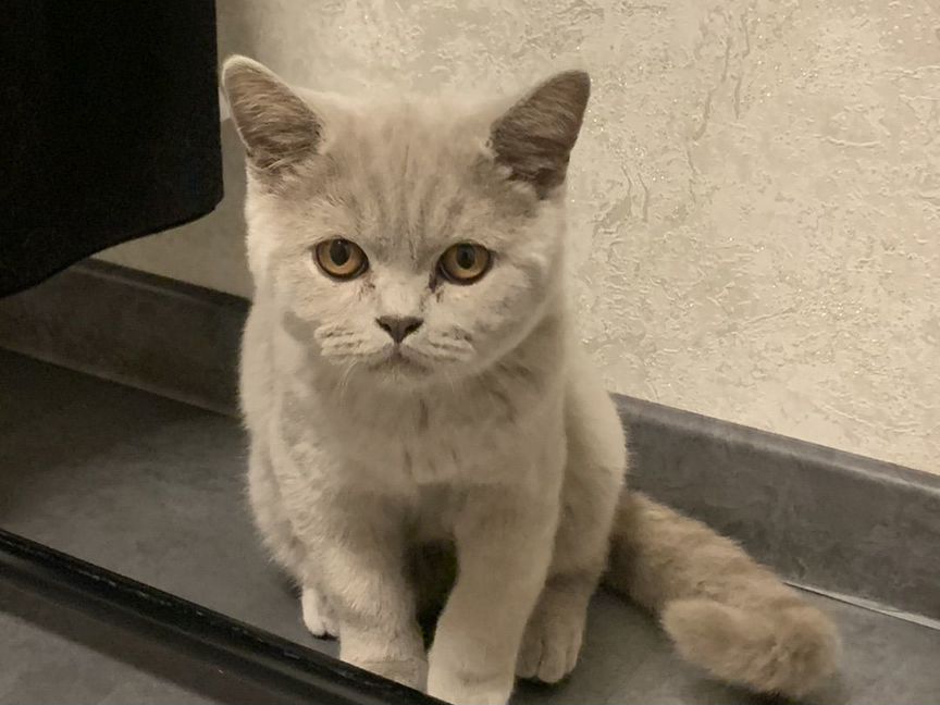 Шотландский прямоухий котенок