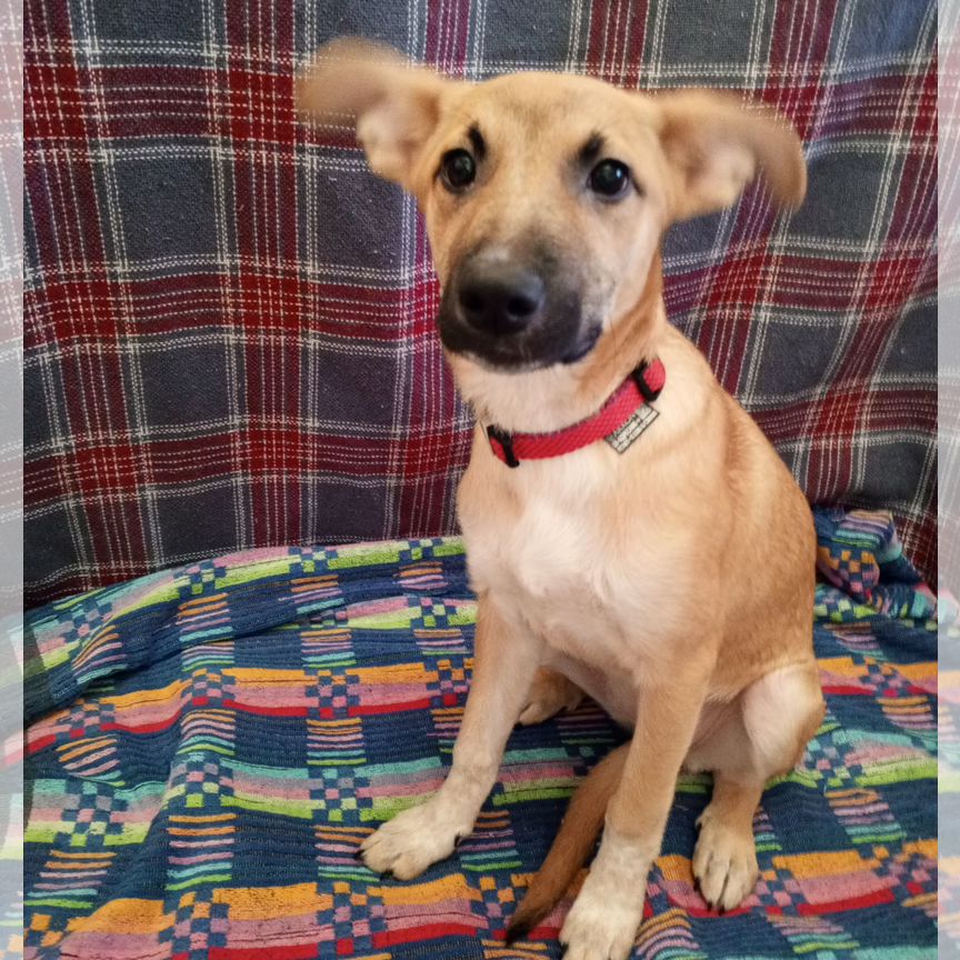 Щенок в добрые руки