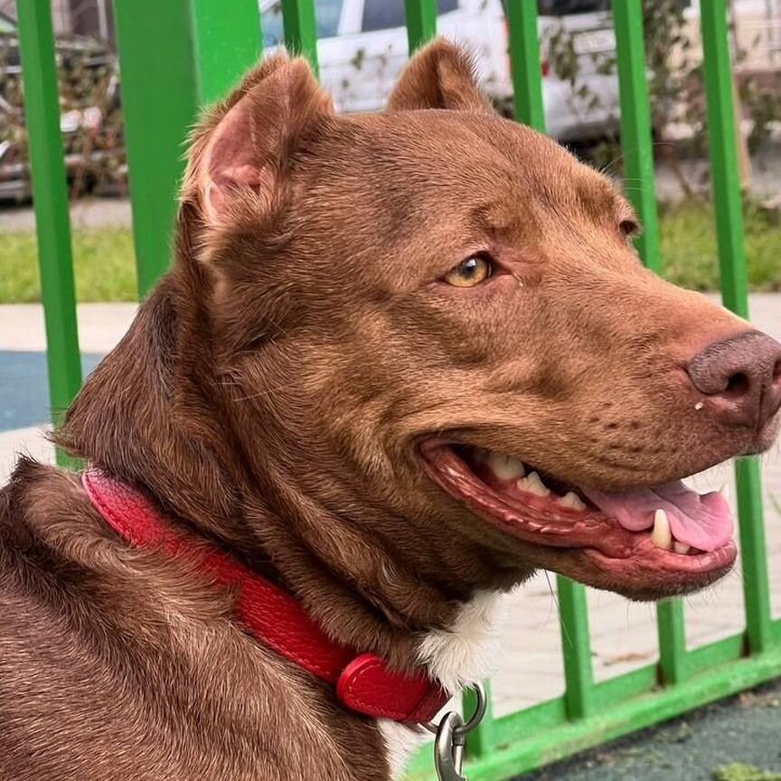 Взрослая собака в добрые руки