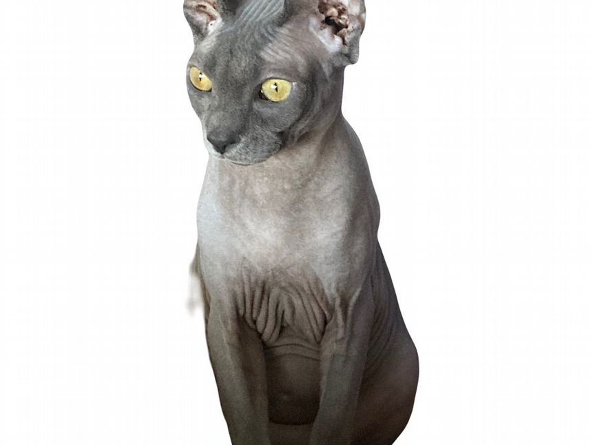 Канадский сфинкс семья