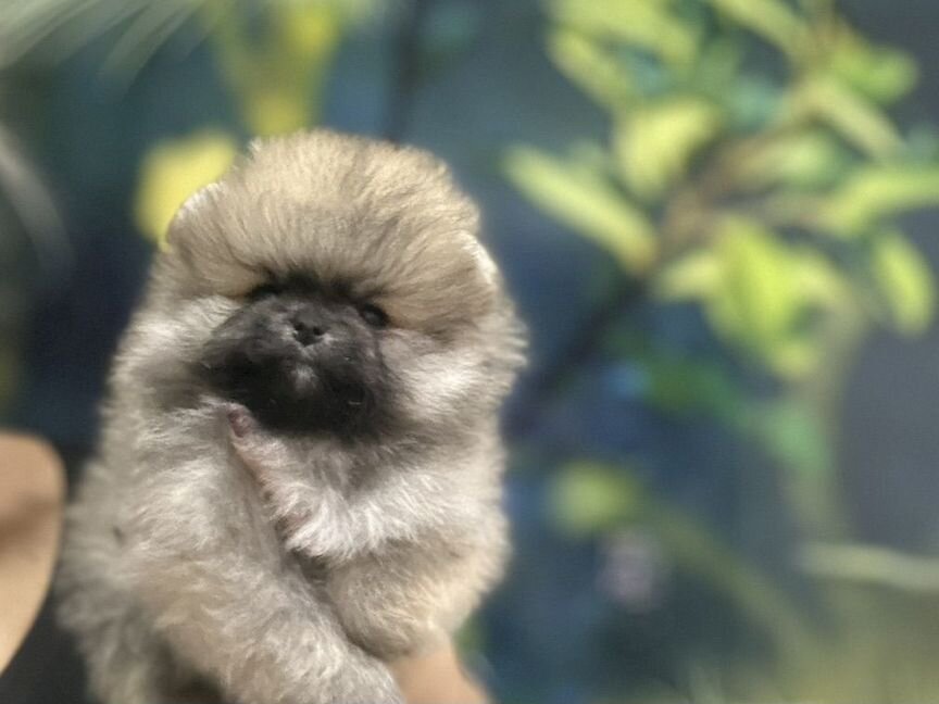 Померанский шпиц медвежьего типа