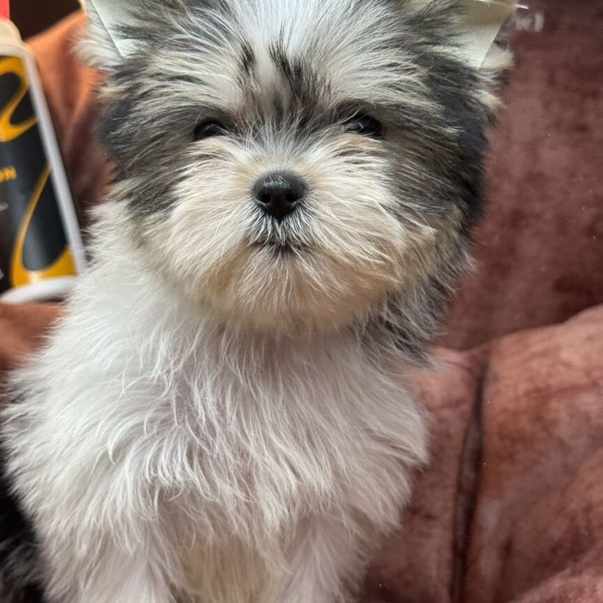 Йоркширский терьер, щенок