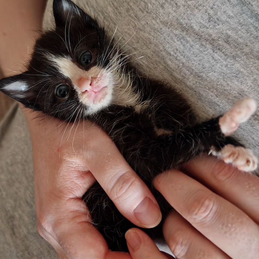 Котёнок в добрые руки