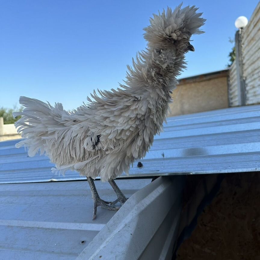 Куры падуан