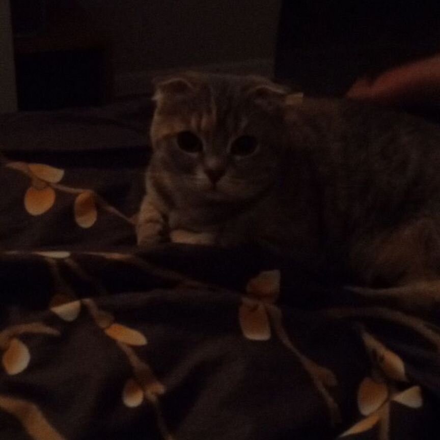 Вислоухая кошка