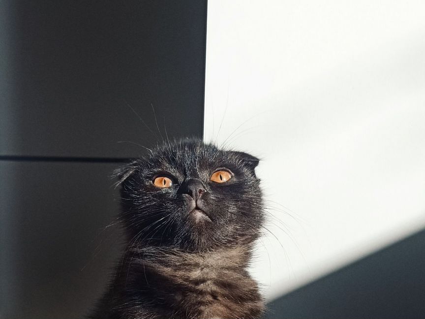 Черный котенок вислоухий