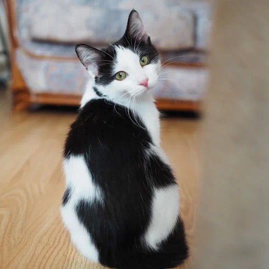 Красивый котенок