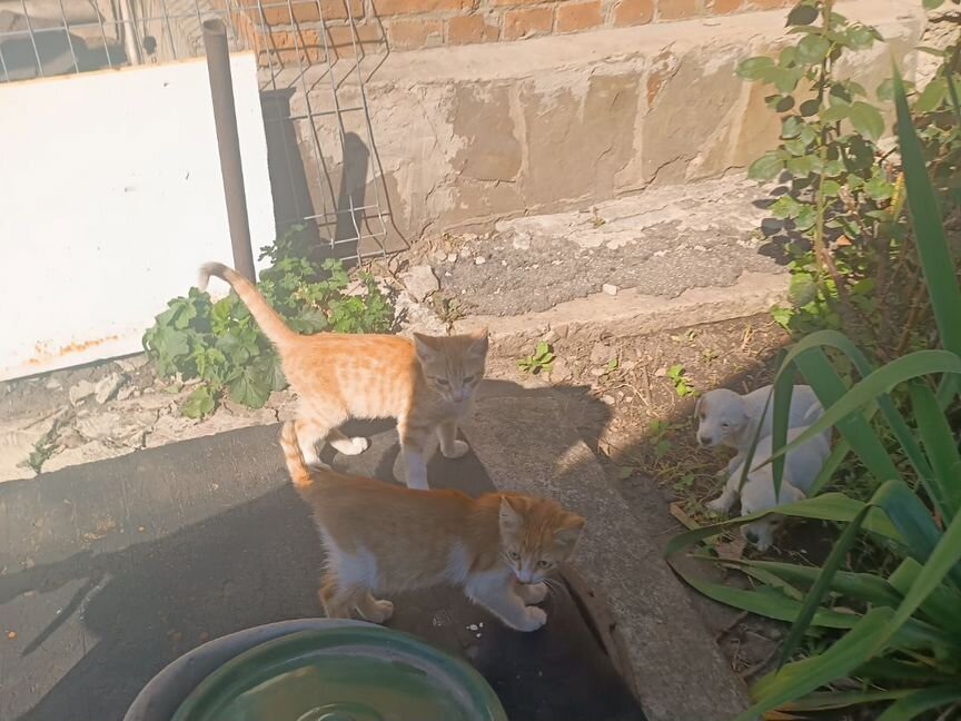 Котята (Ростов-на-Дону) бесплатно