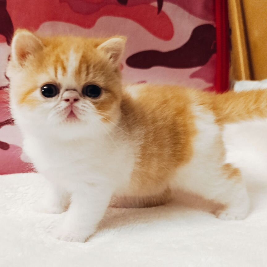 Экзотический короткошёрстный котёнок