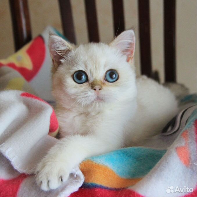 Снежана - голден пойнт кошечка