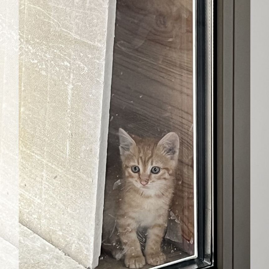 Отдаю котят в добрые руки