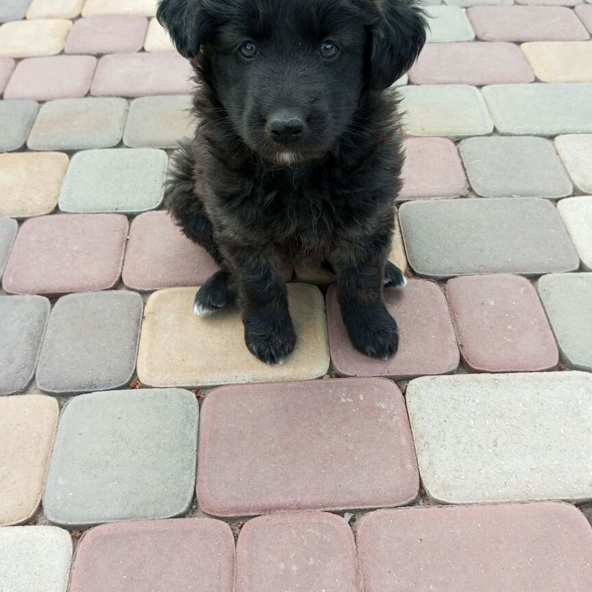 Отдам в добрые руки маленькую девочку