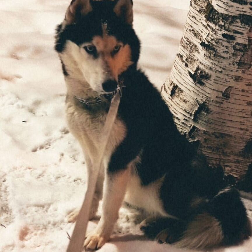 Отдаю хаски