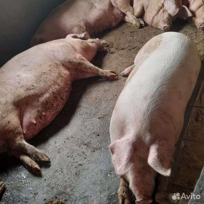 Мясо Свинина живой вес