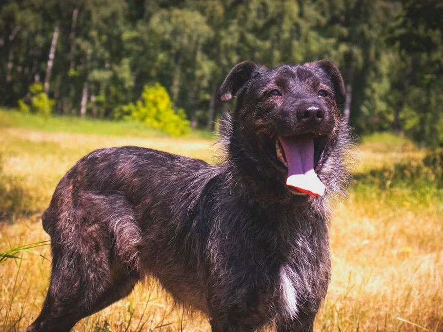 Собака-обояка пропадает в приюте