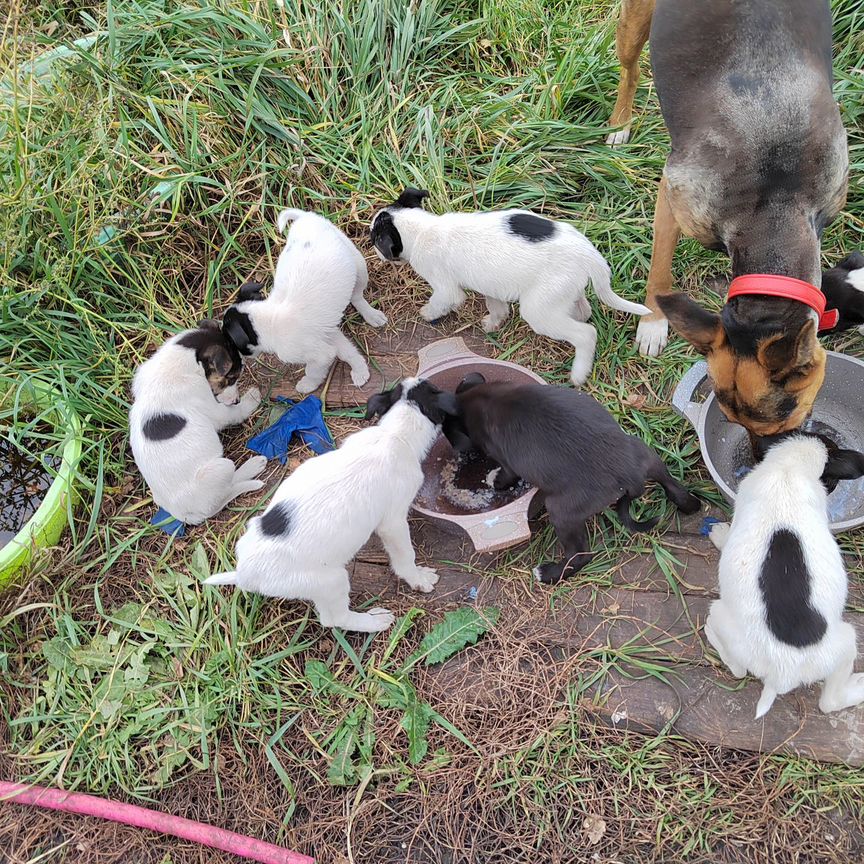 Щенки 1,5мес