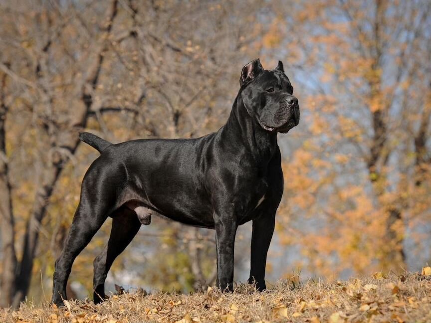 Кане Корсо знакомство