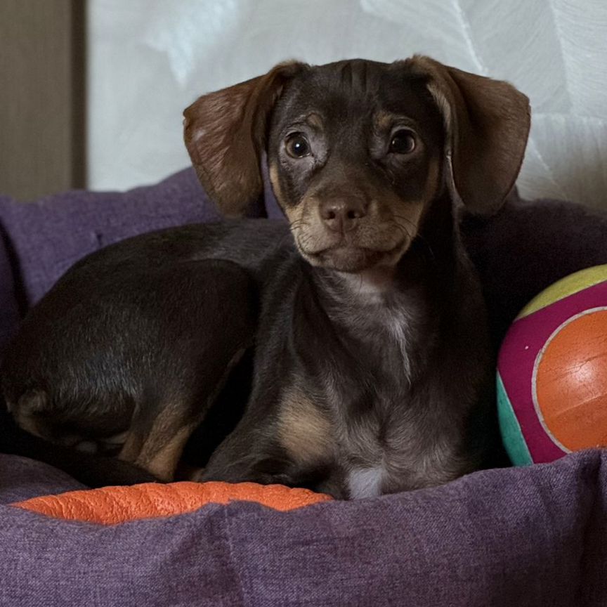 Русский той-терьер, щенок