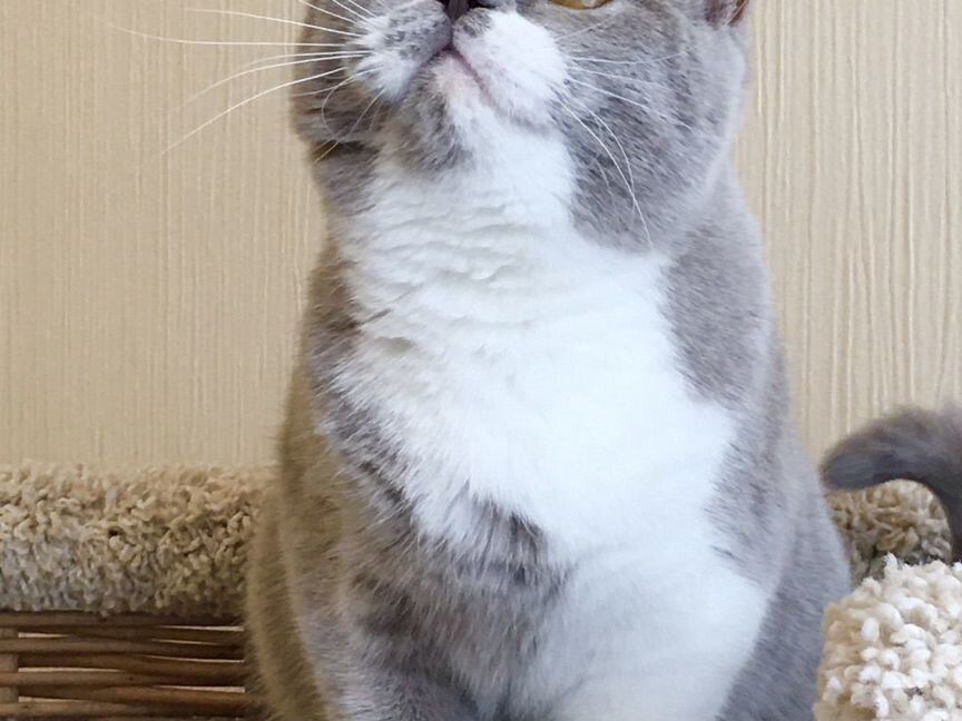 Британская биколор кошечка