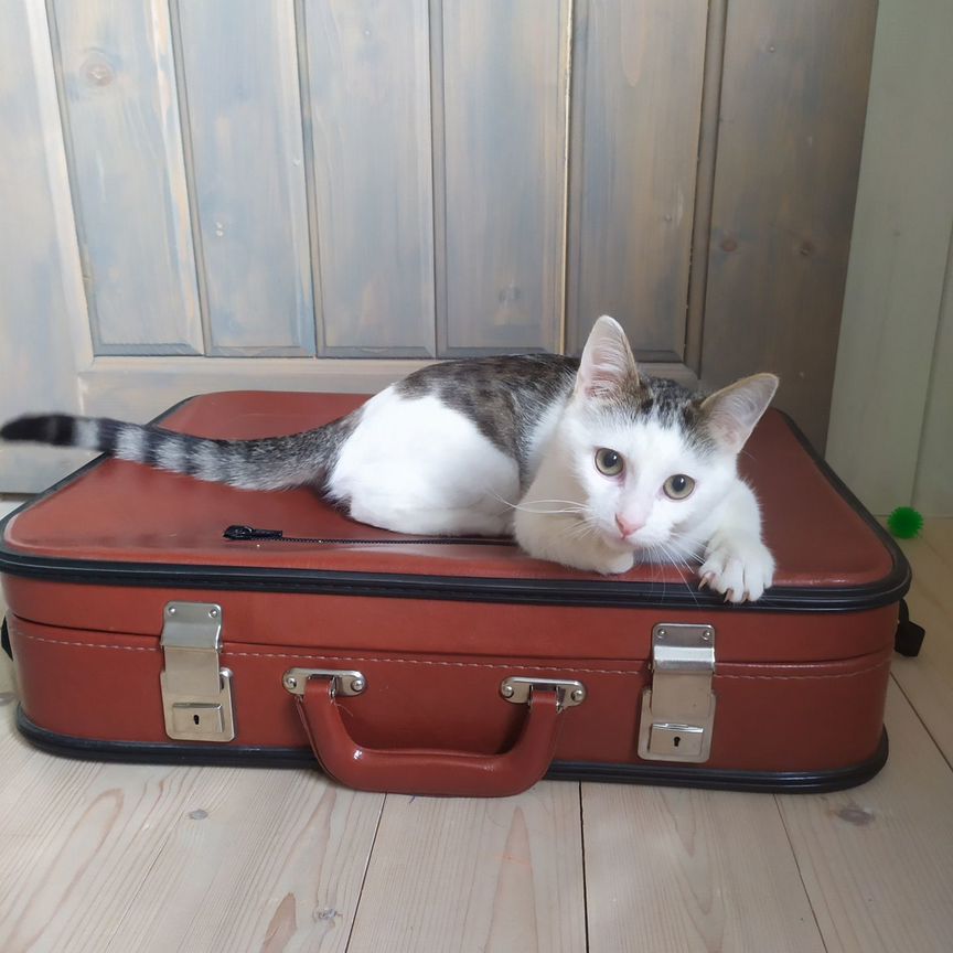 Котик подросток в добрые руки