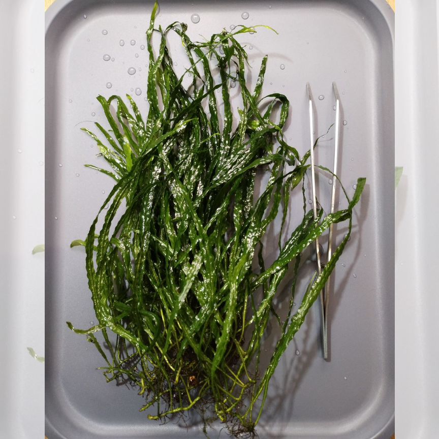 Аквариумные растения