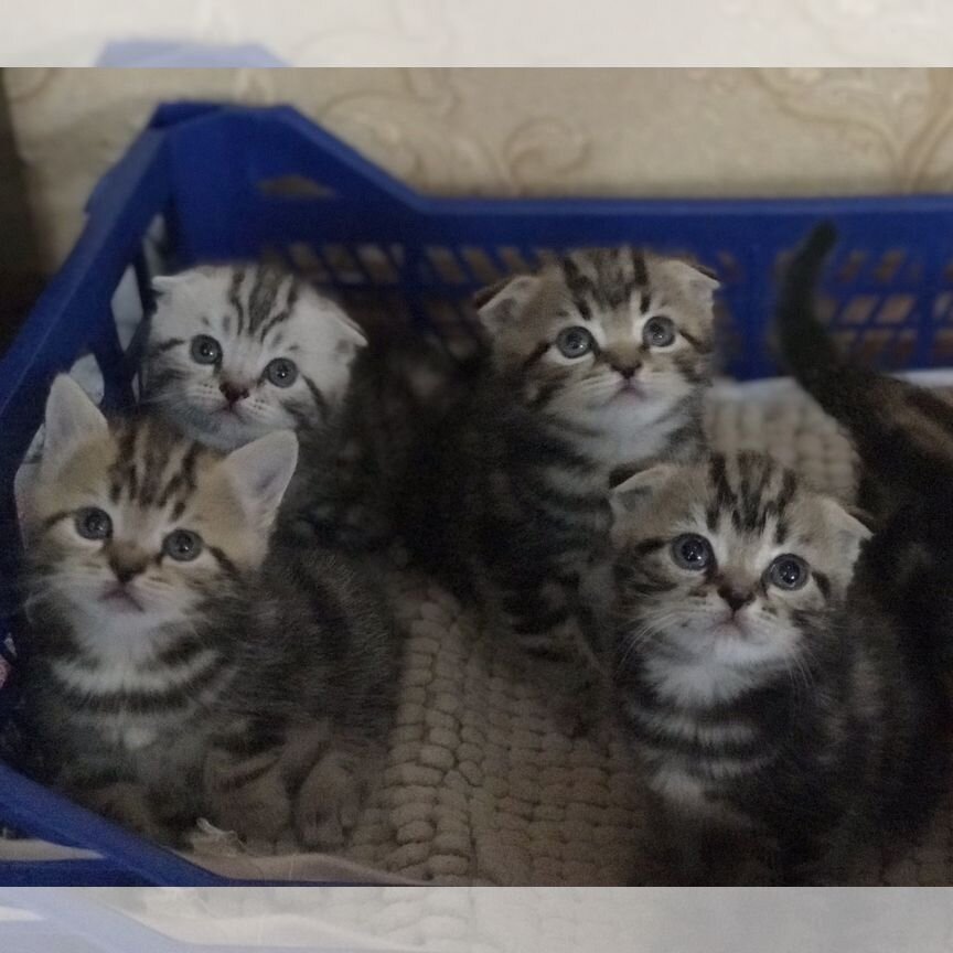 Шотландский вислоухий короткошёрстный котёнок