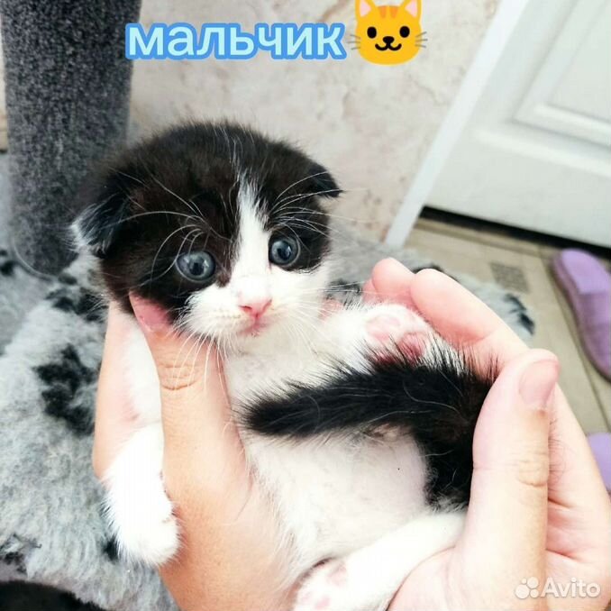 Шотландские котята в дар