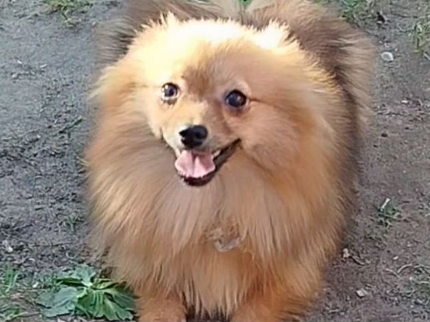 Миниатюрный шпиц Девочка