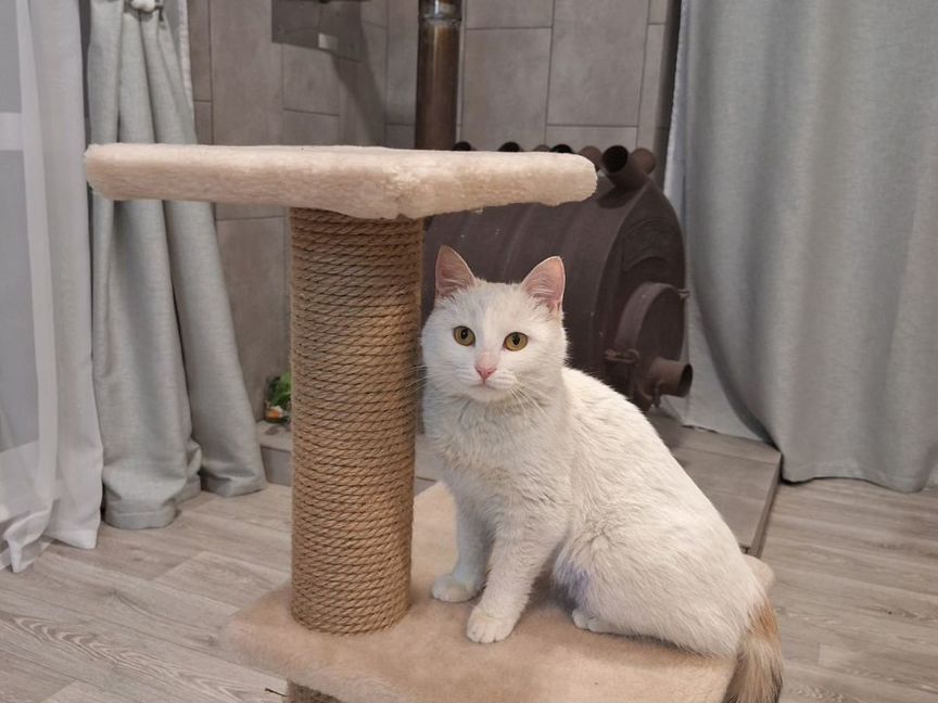 Кошка белая в дар