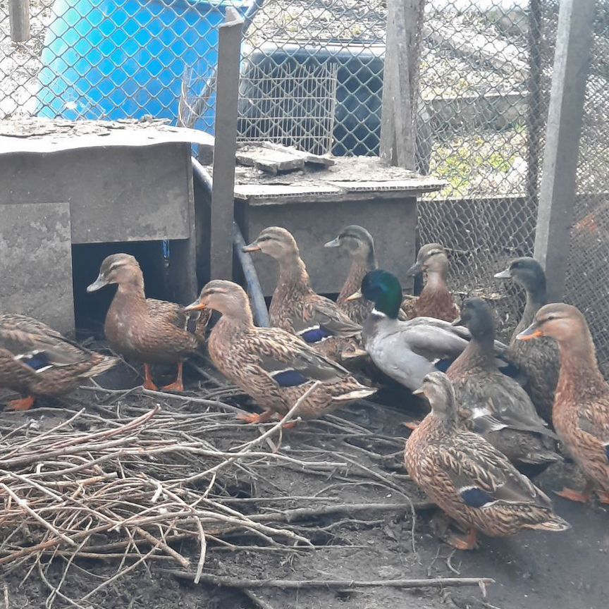 Подсадные утки для охоты