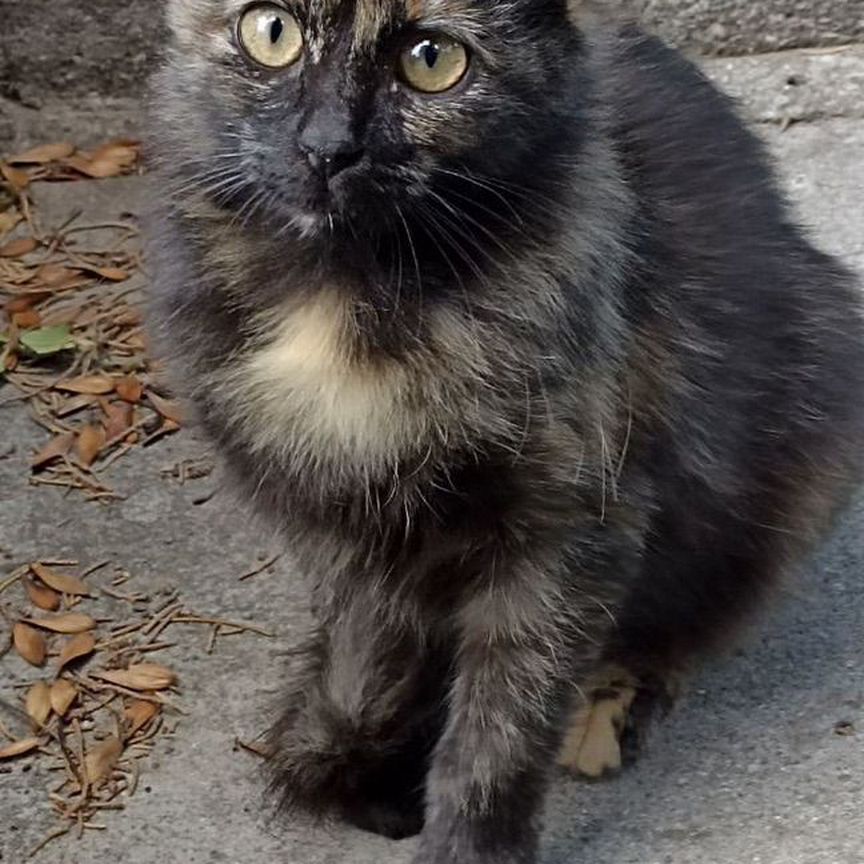 Девочка котенок