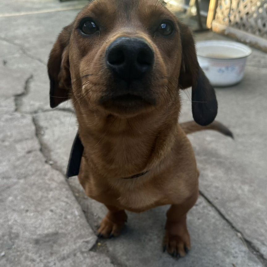 Такса, щенок