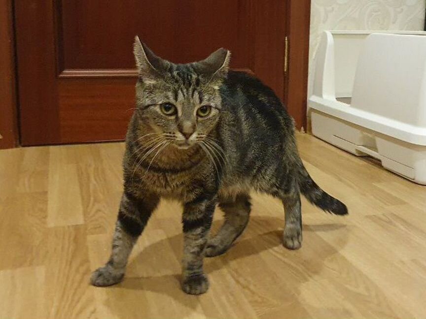 Кошка скромница