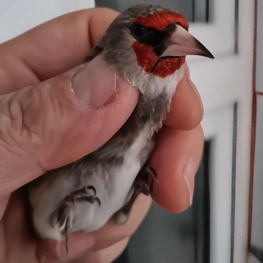 Щегол седоголовый