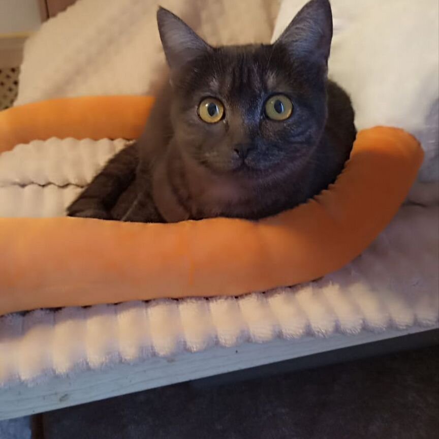 Отдам в добрые руки