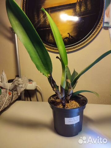 Бронь Каттлея (Rlc.) Hey Song Flame Dance купить в Москве | Товары для ...