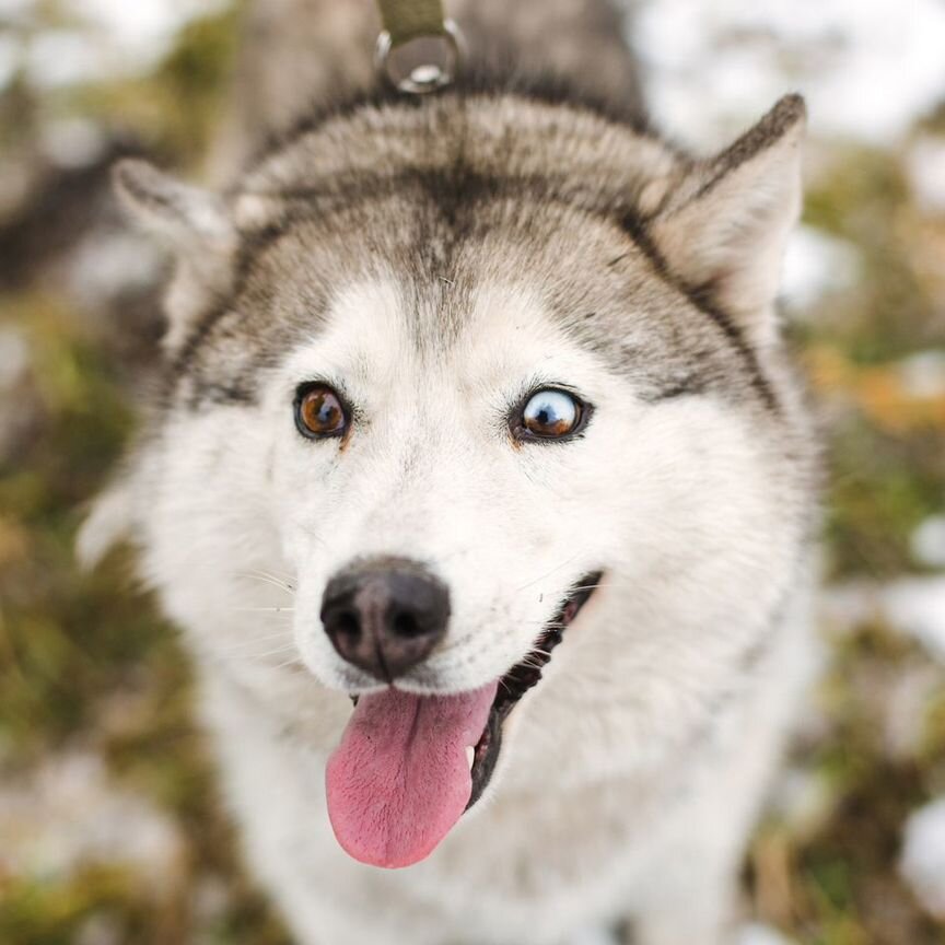 Ласковая Кейси ищет дом