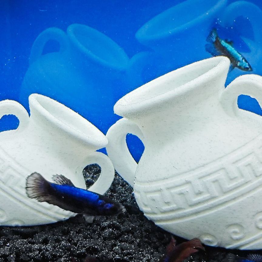 Рыбки Петушки