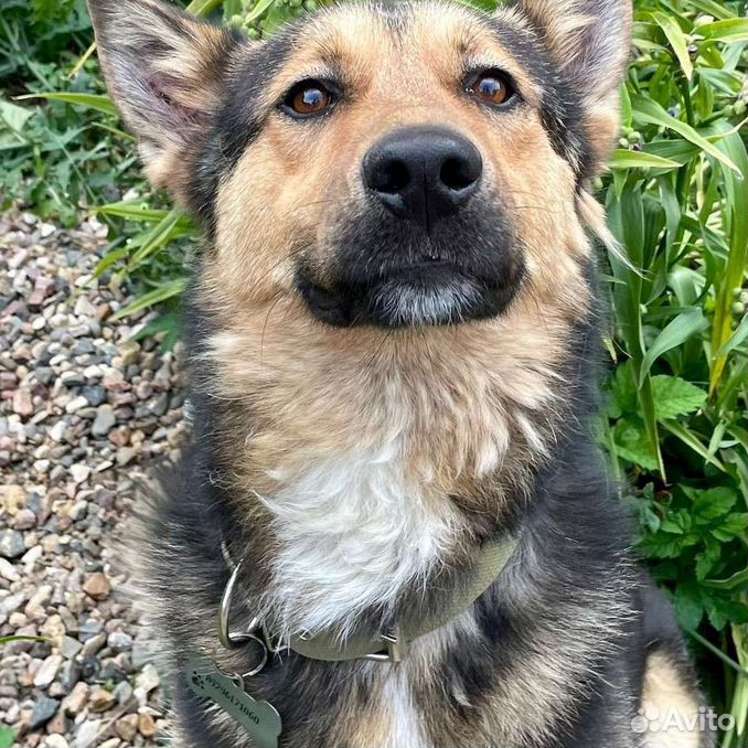 Чудесный Патрик ждет вас