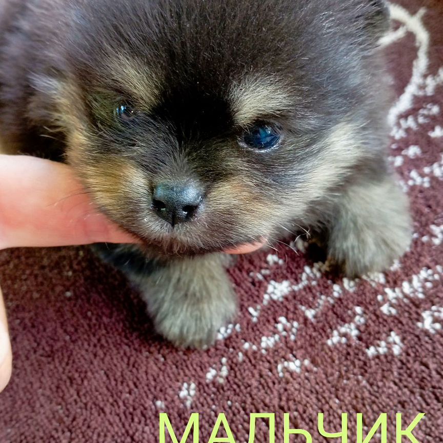 Шпицемишки мини и стандарт