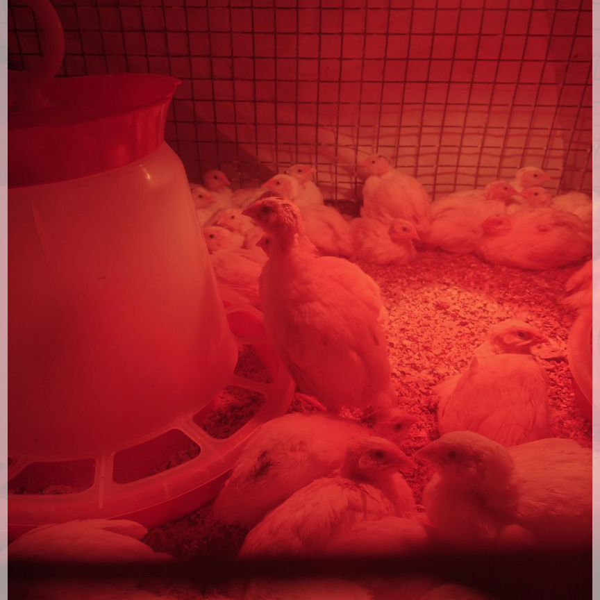 Перепелята в Луге